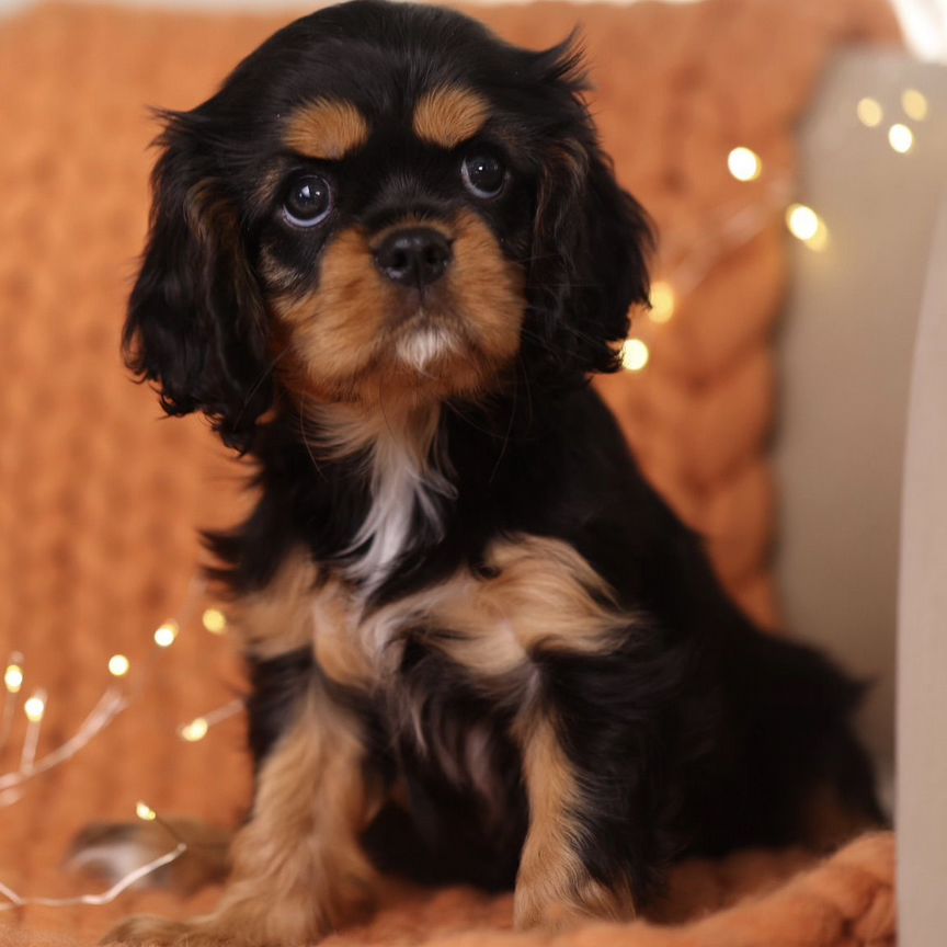 Кавалер кинг-чарльз-спаниель, щенок