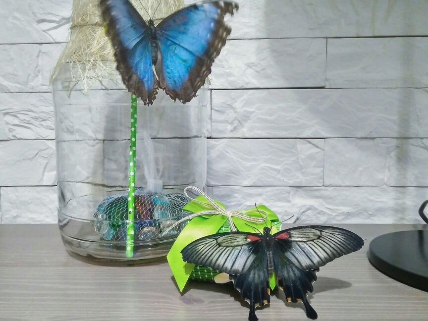 Домашний бабочкарий