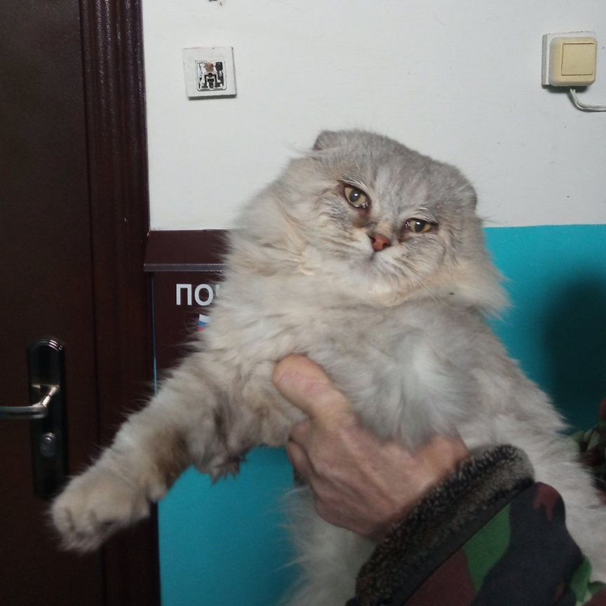 Породистый домашний котик выброшен на улицу