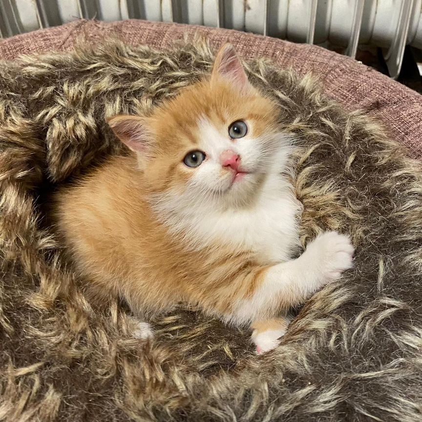 Котенок рыжий в добрые руки