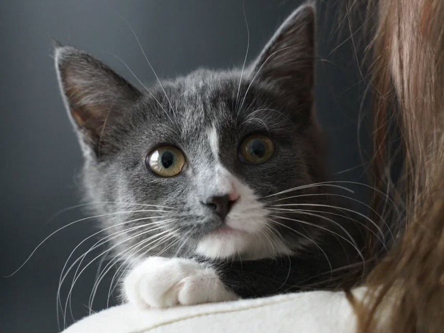 Спасите Дымку (котенок)