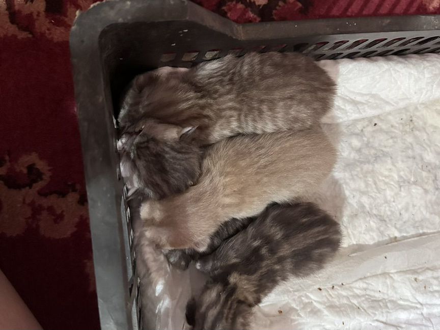 Шотландские котята