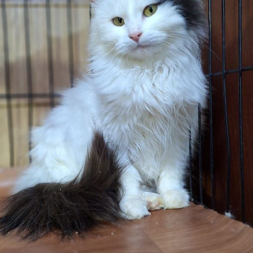 Сибирский котенок