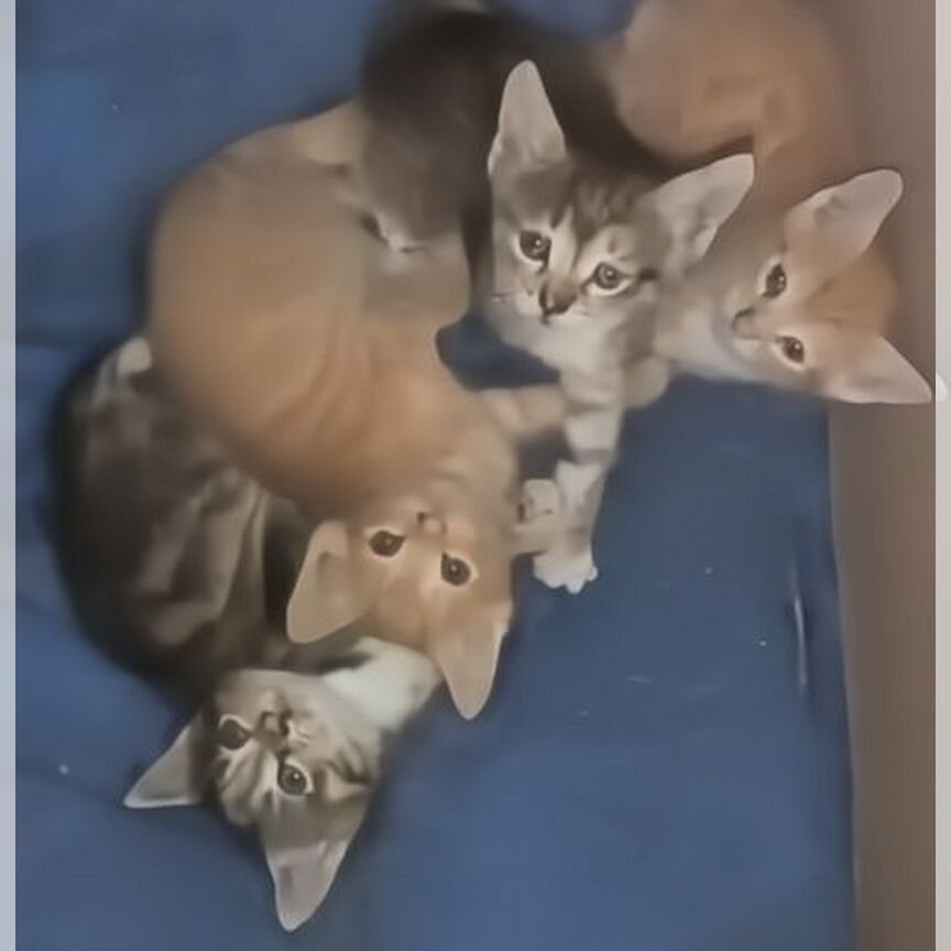 Котёнок в добрые руки