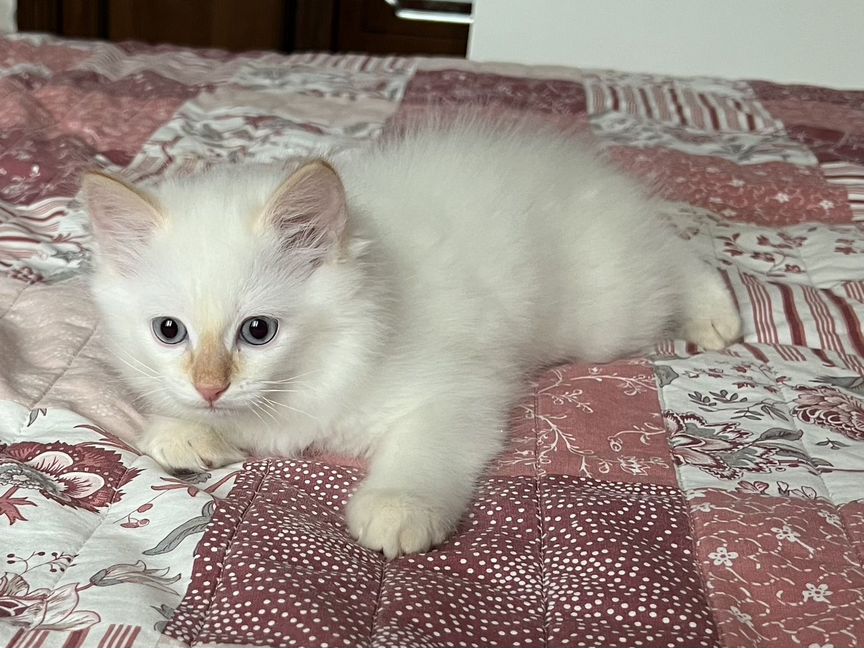 Котенок невский - маскарадный