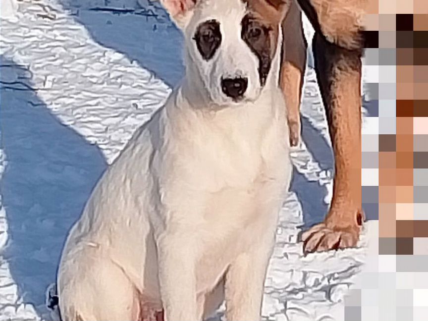 Щенки от крупных родителей