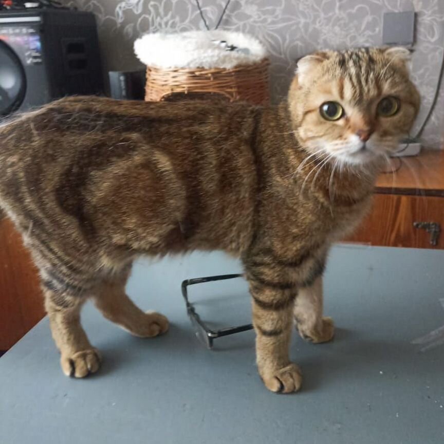 Шотланская вислоухая кошка
