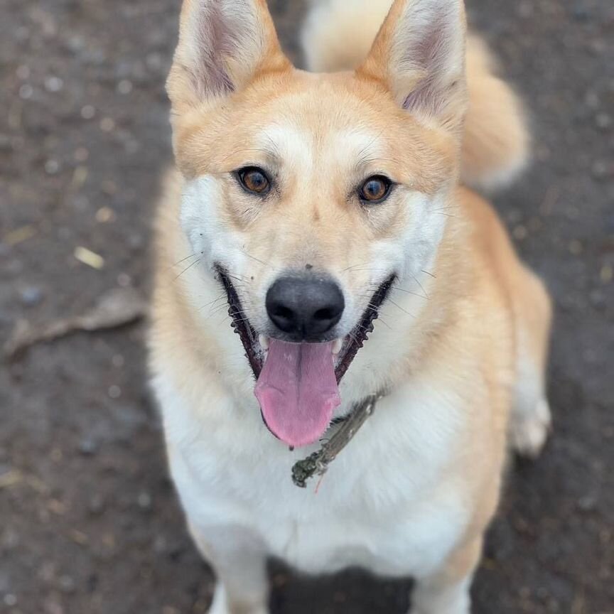 Собака Вихрь из приюта ждет тебя