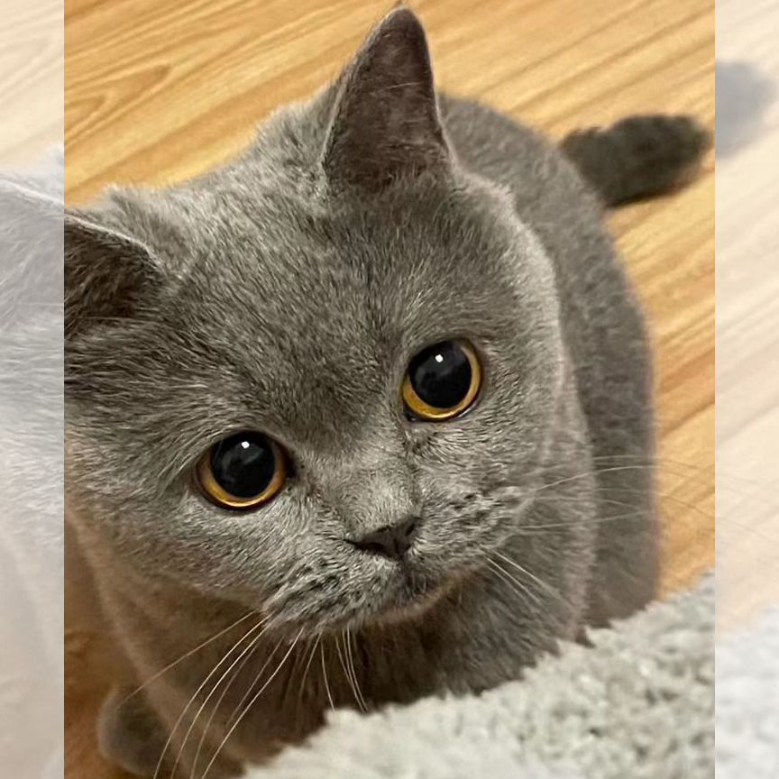 Британский длинношёрстный котёнок