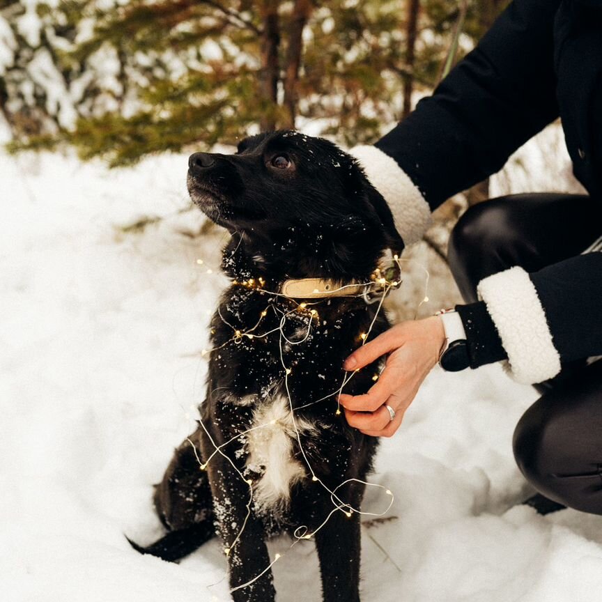 Кузьма щенок ищет дом