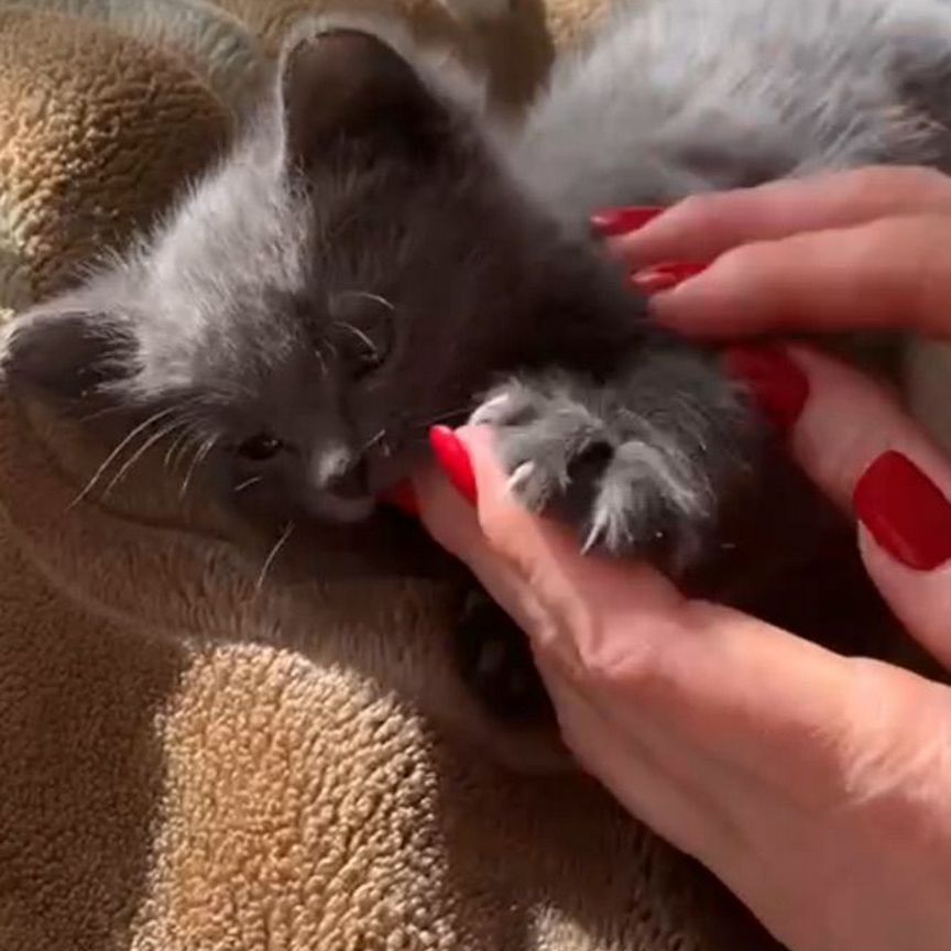 Кошечка в добрые руки бесплатно
