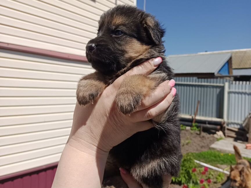 Щенки немецкой овчарки