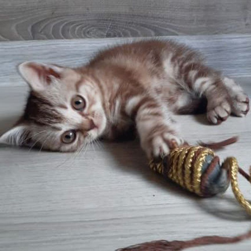 Шотландская