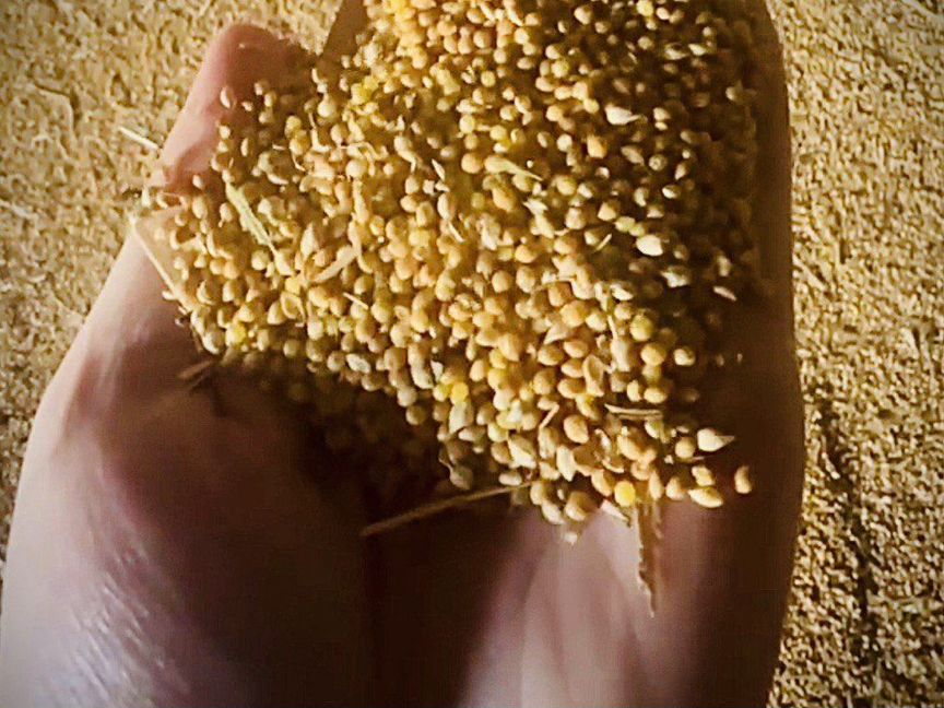 Зерно просо