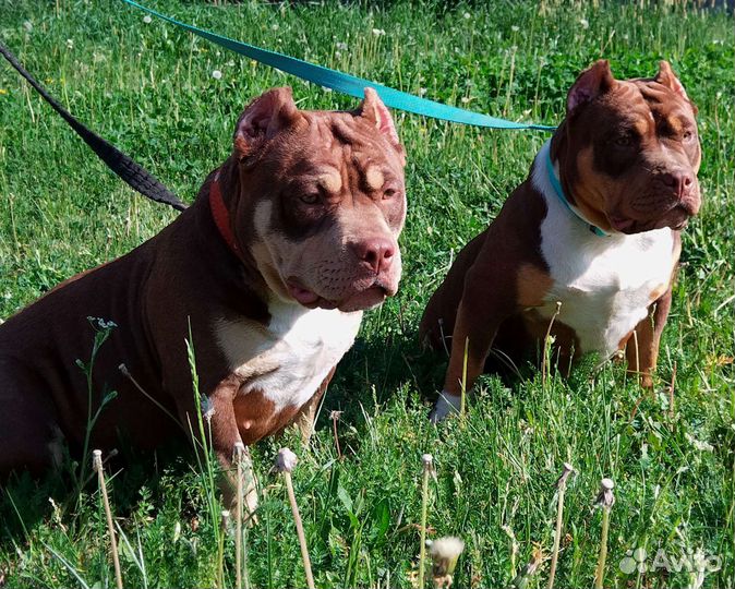 Две шоколадки девочки американской булли