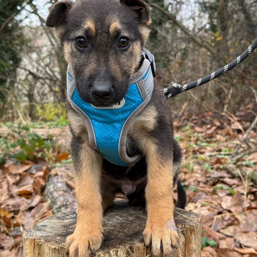 Щенок мальчик в добрые руки