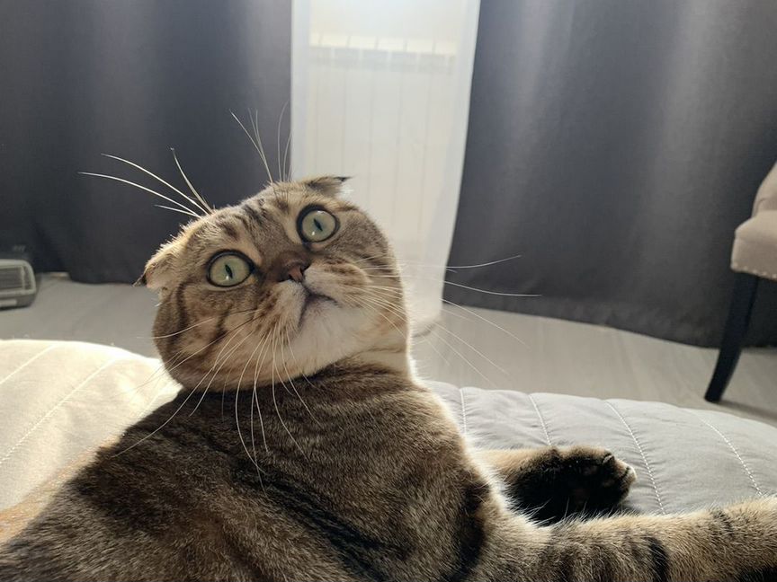 Шотландский кот вязка