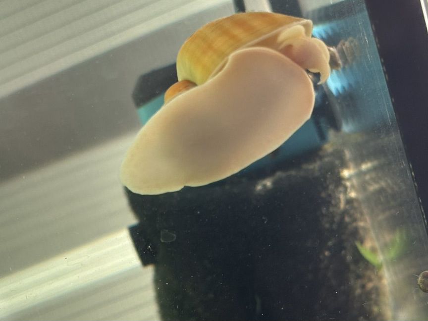 Отдам бесплатно маленьких желтых ампулярий