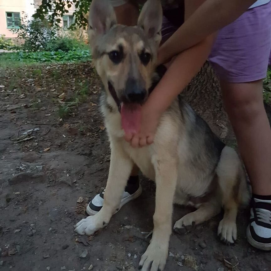 Щенок в добрые руки бесплатно мальчик