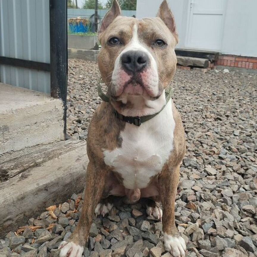 Американский стаффордширский терьер, взрослый пёс