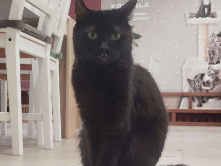 Кошка в дар бесплатно
