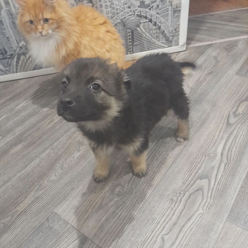 В поисках родителей