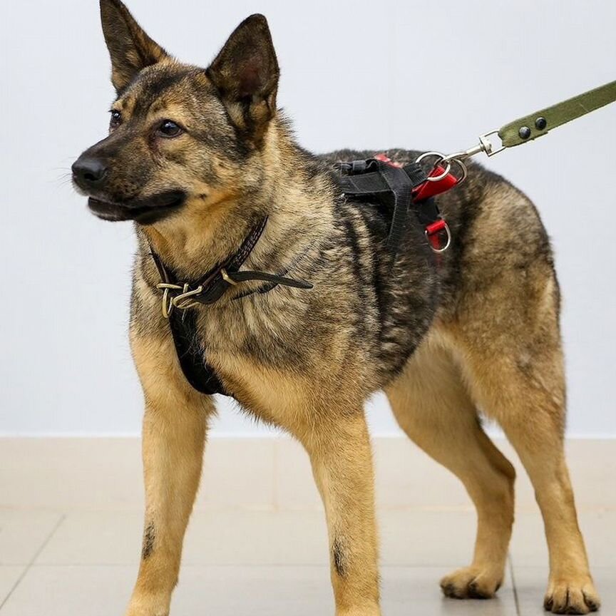 Дженна ищет дом