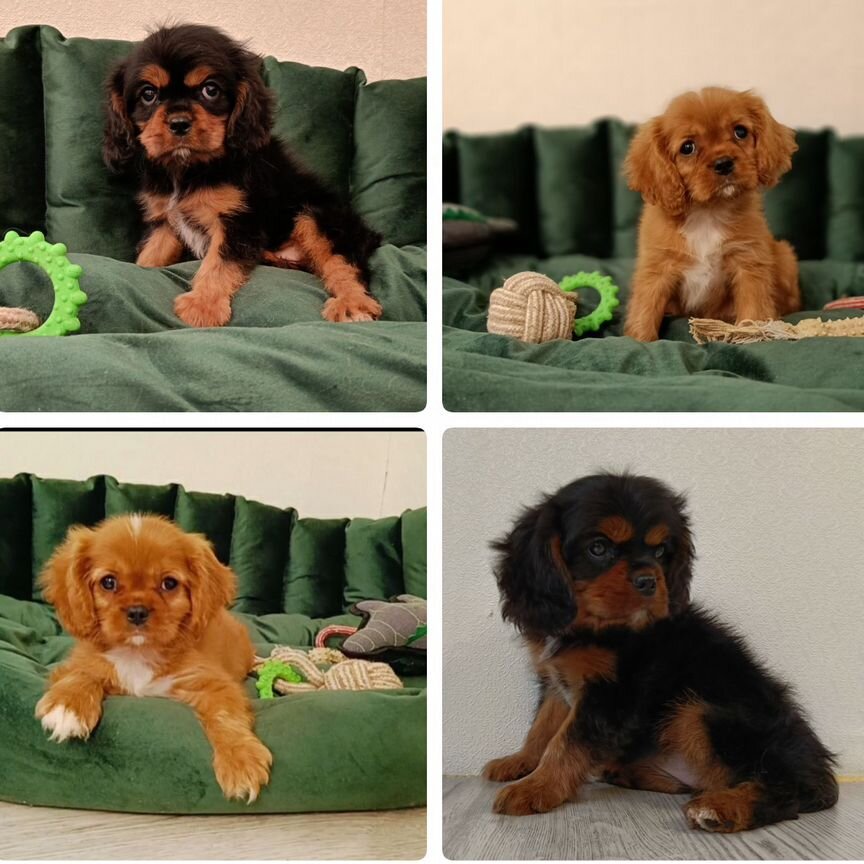 Кавалер кинг-чарльз-спаниель, щенок