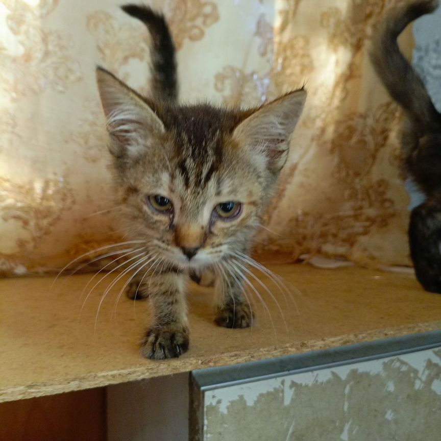 Котята в добрые руки, мышеловы