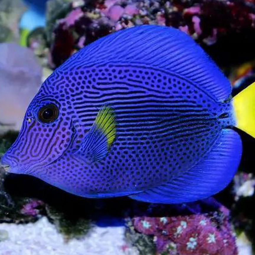 Морские рыбы хирурги