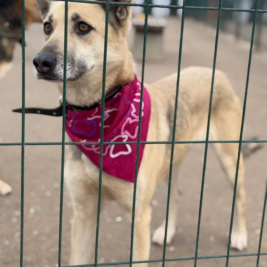 Собака в приюте