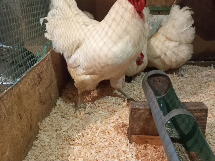 Семьи породных кур