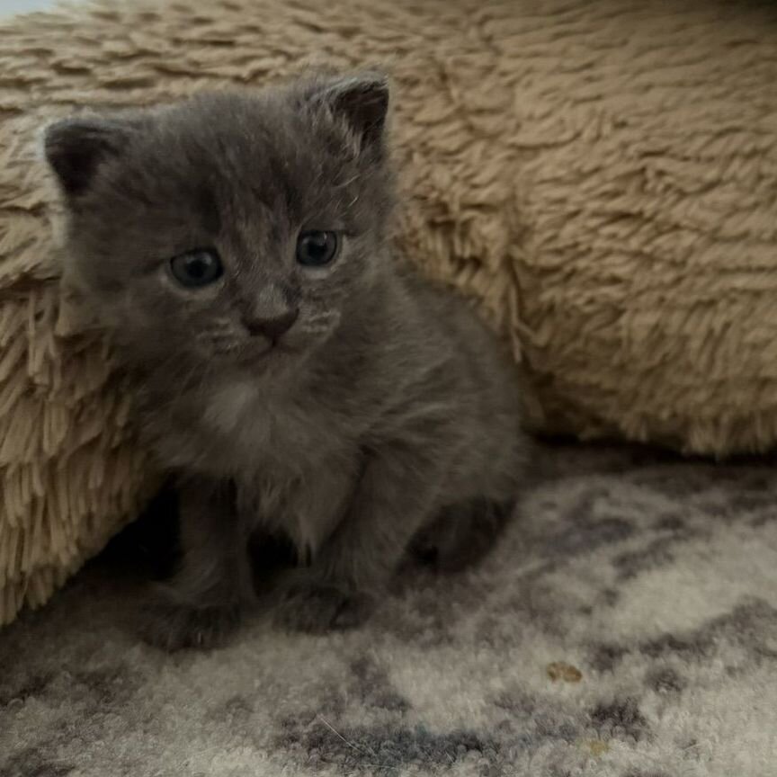 Отдам котяток в хорошие руки