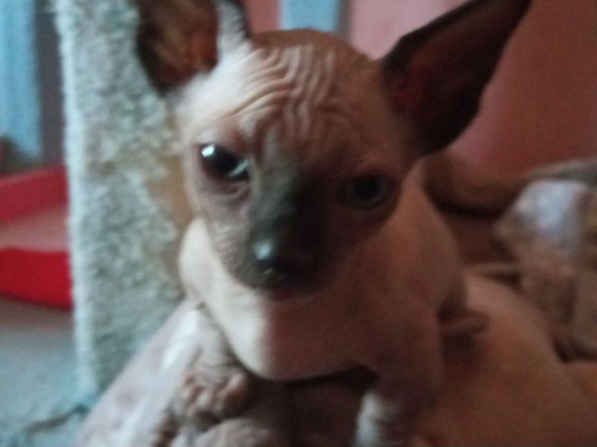 Канадский сфинкс бамбино