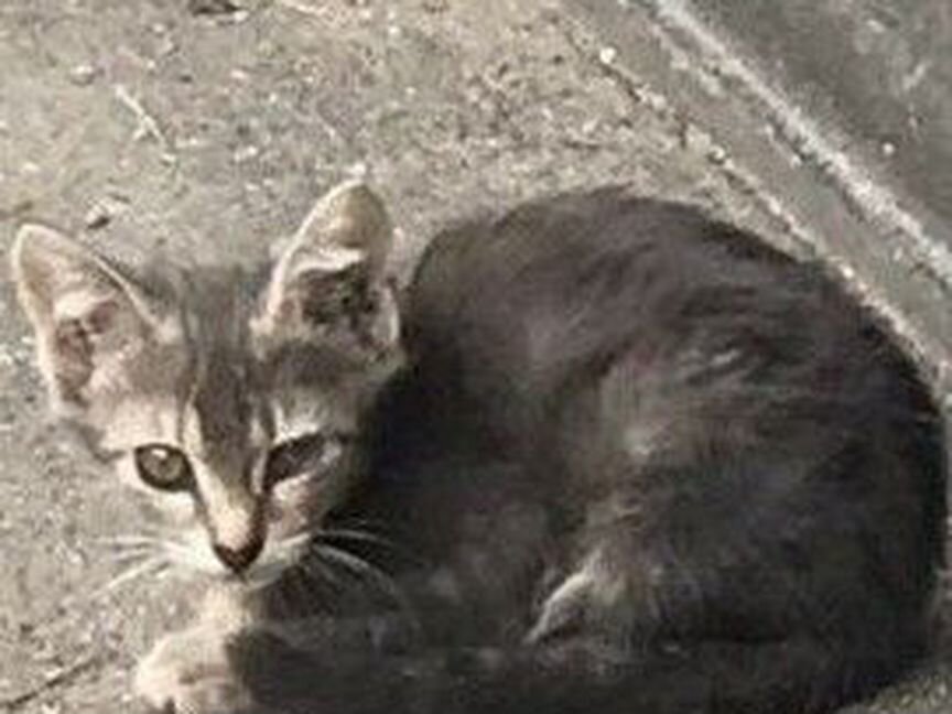 Котёнок на улице под машинами