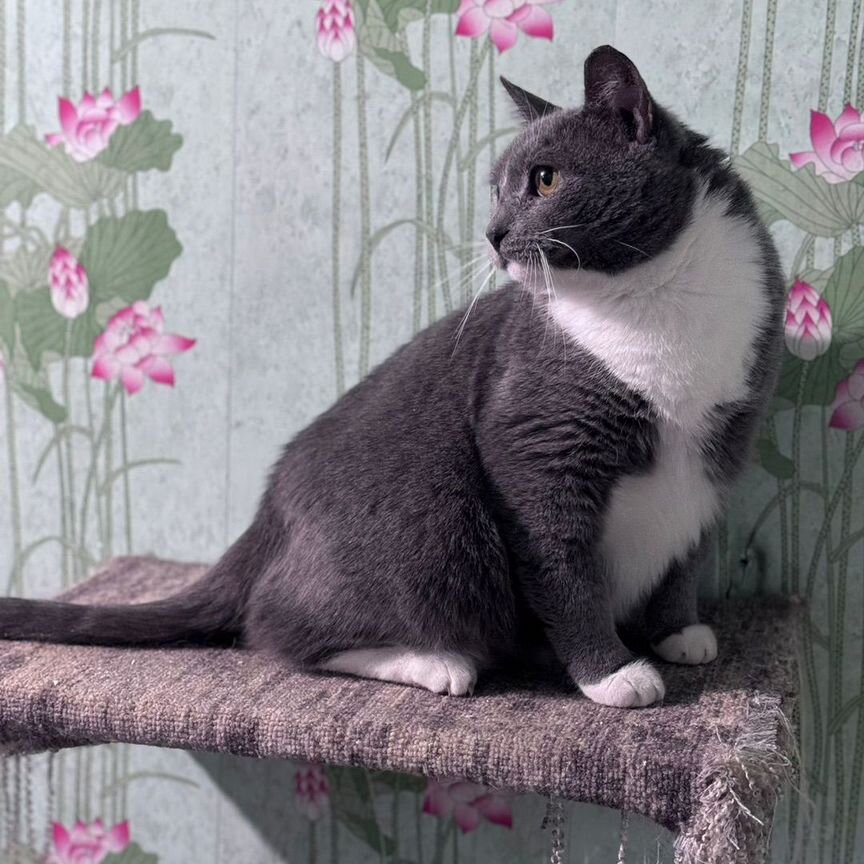 Котик Пират в самые добрые руки