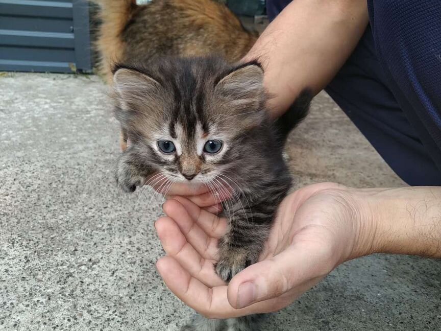Кошка в дар, бесплатно