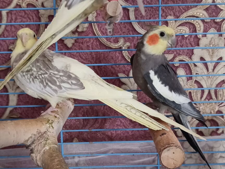 Попугаи корелла