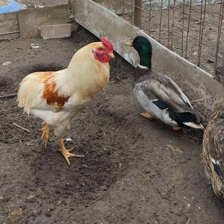 Петух молодой домашний