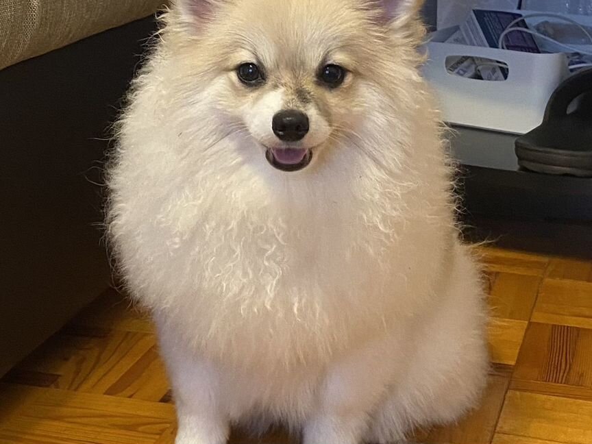 Белый померанский шпиц