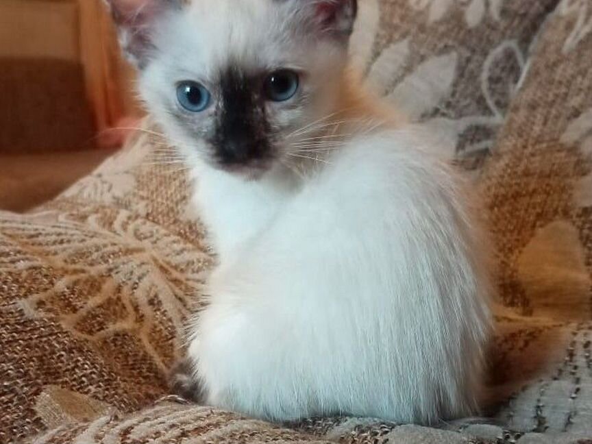 Котенок меконгский бобтейл(меконг)