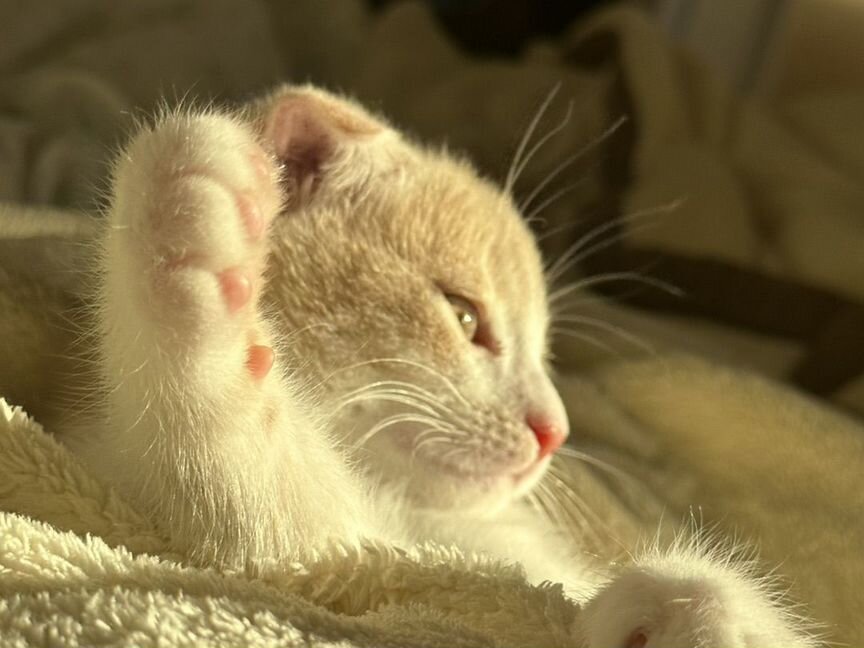 Кошка