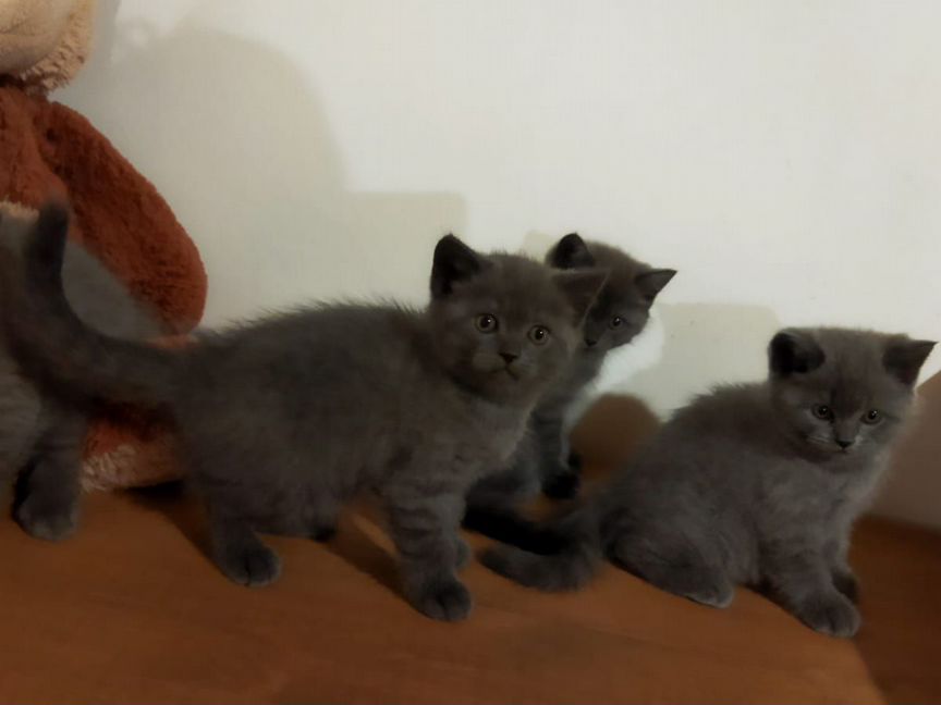Котята британцы чистокровные