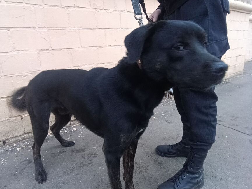 Собака в добрые руки отдам бесплатно