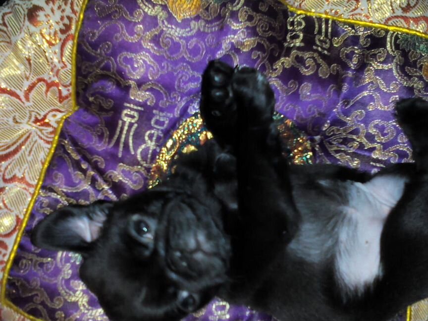 Просто Мопсы,СПб,щенки