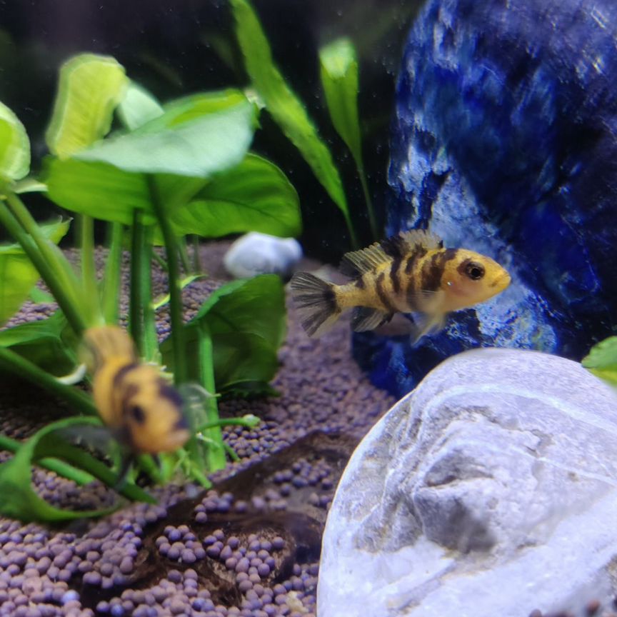 Псевдотрофеус мультиколор