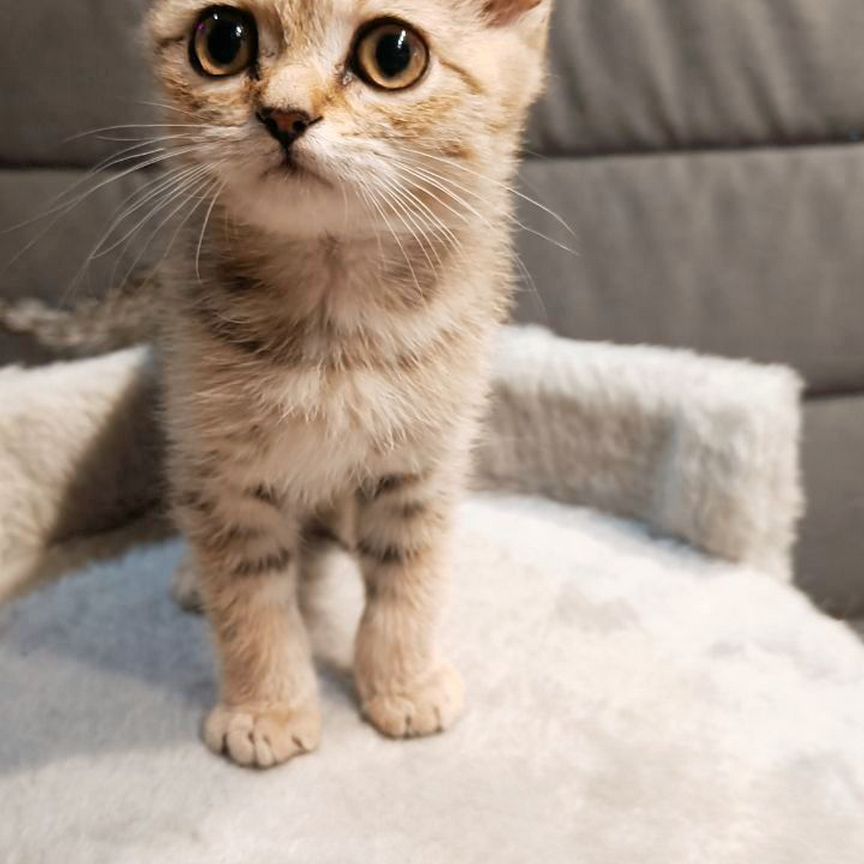 Шотландский котик ищет свой дом