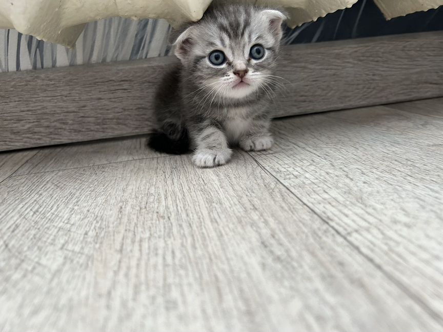 Британские вислоухие котята