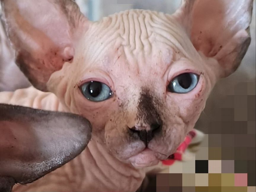 Канадский сфинкс