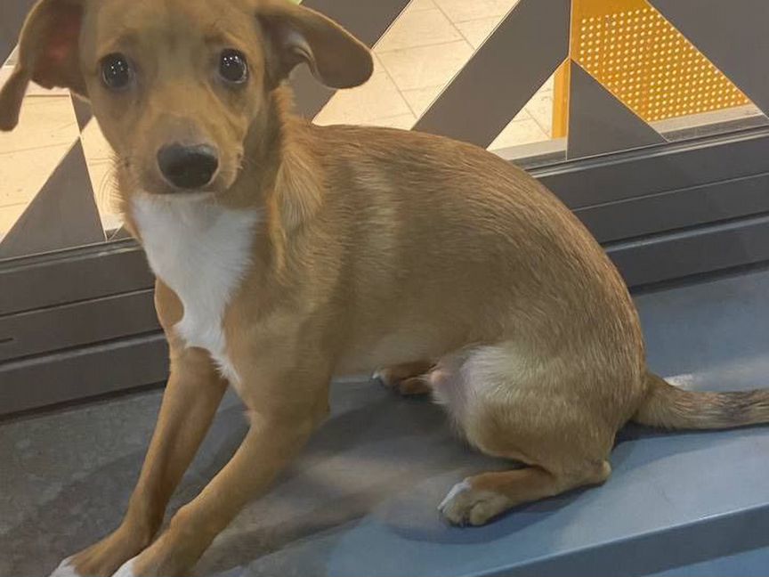 Взрослый пес, порода неизвестна